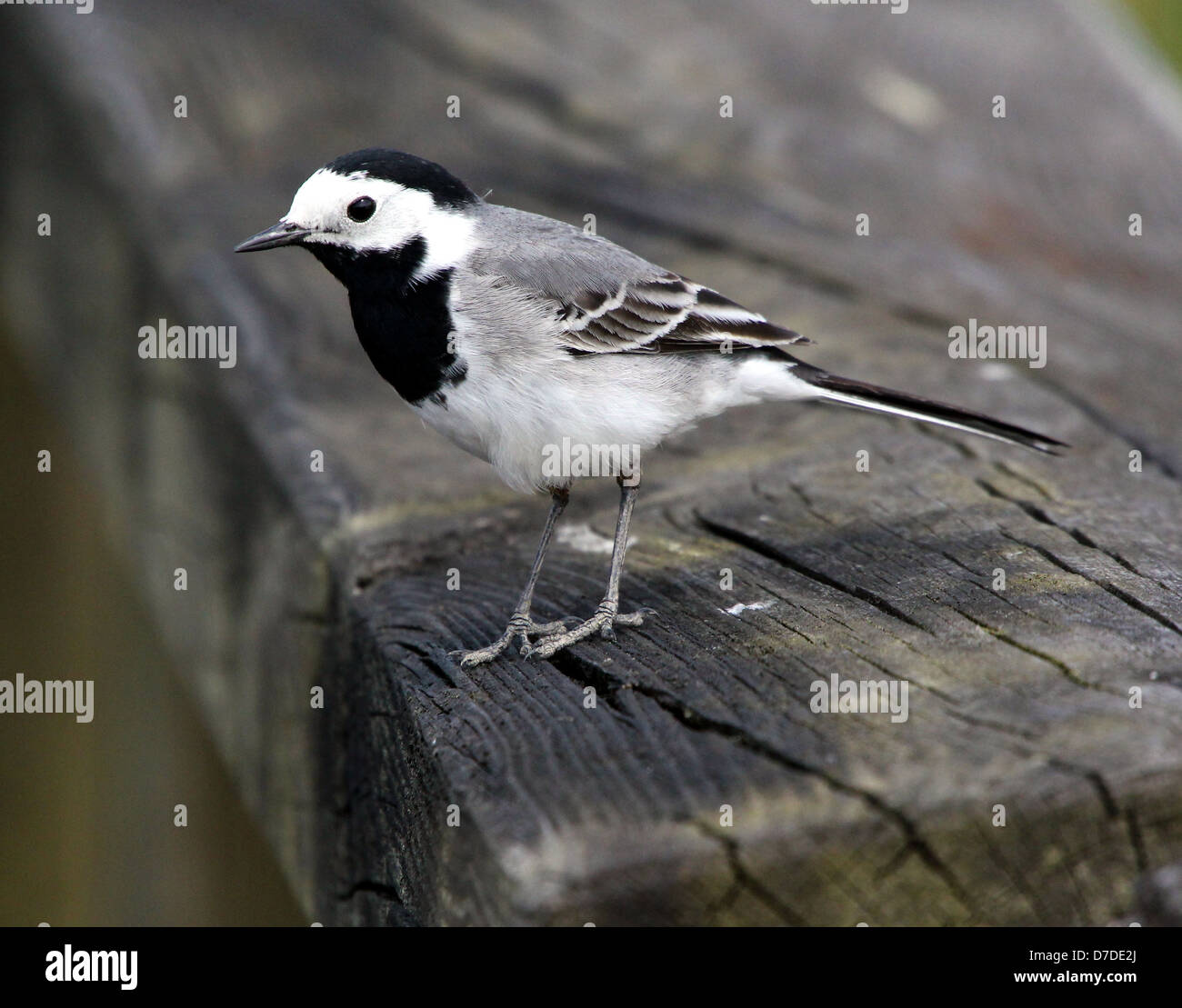 Detailed close-up of a Male White wagtail (Motacilla alba) posing Stock ...