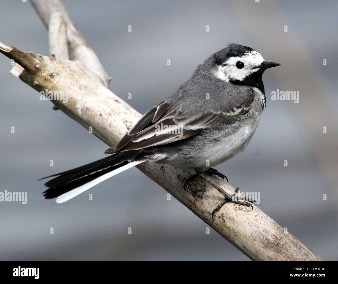 Pied Wagtail Female Stock Photos & Pied Wagtail Female Stock Images - Alamy