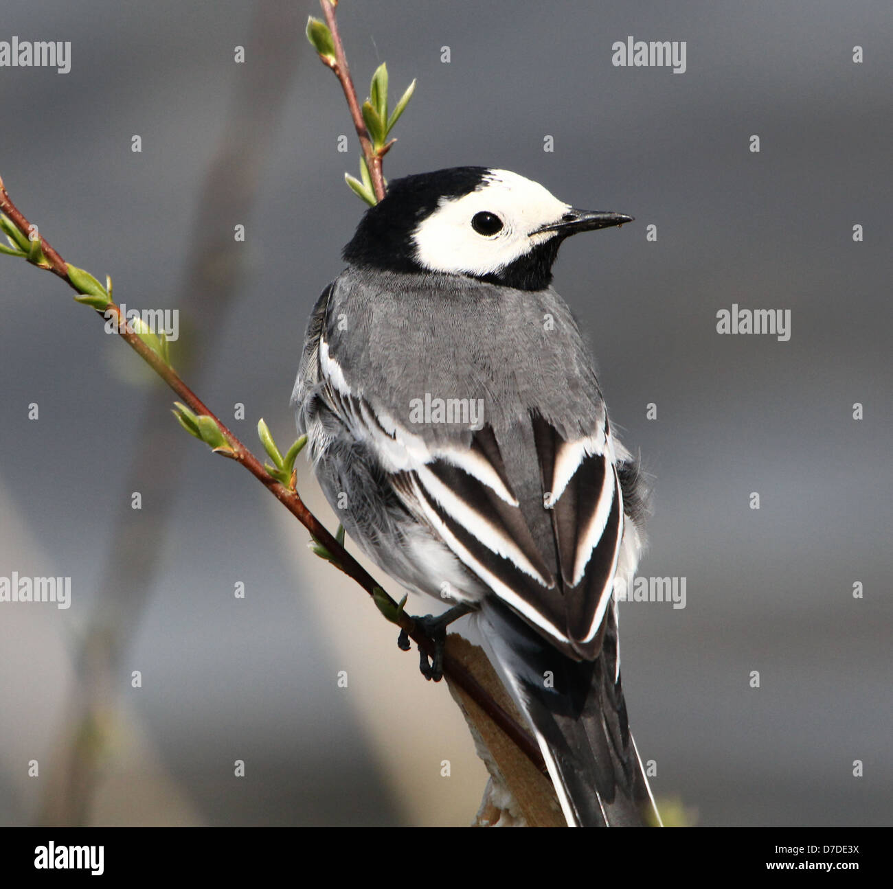 Detailed close-up of a Male White wagtail (Motacilla alba) posing on a ...