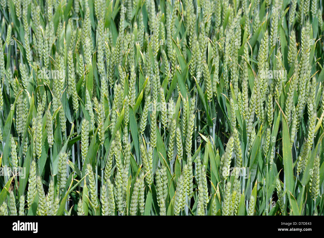 Wheat crop growing Stock Photo - Alamy