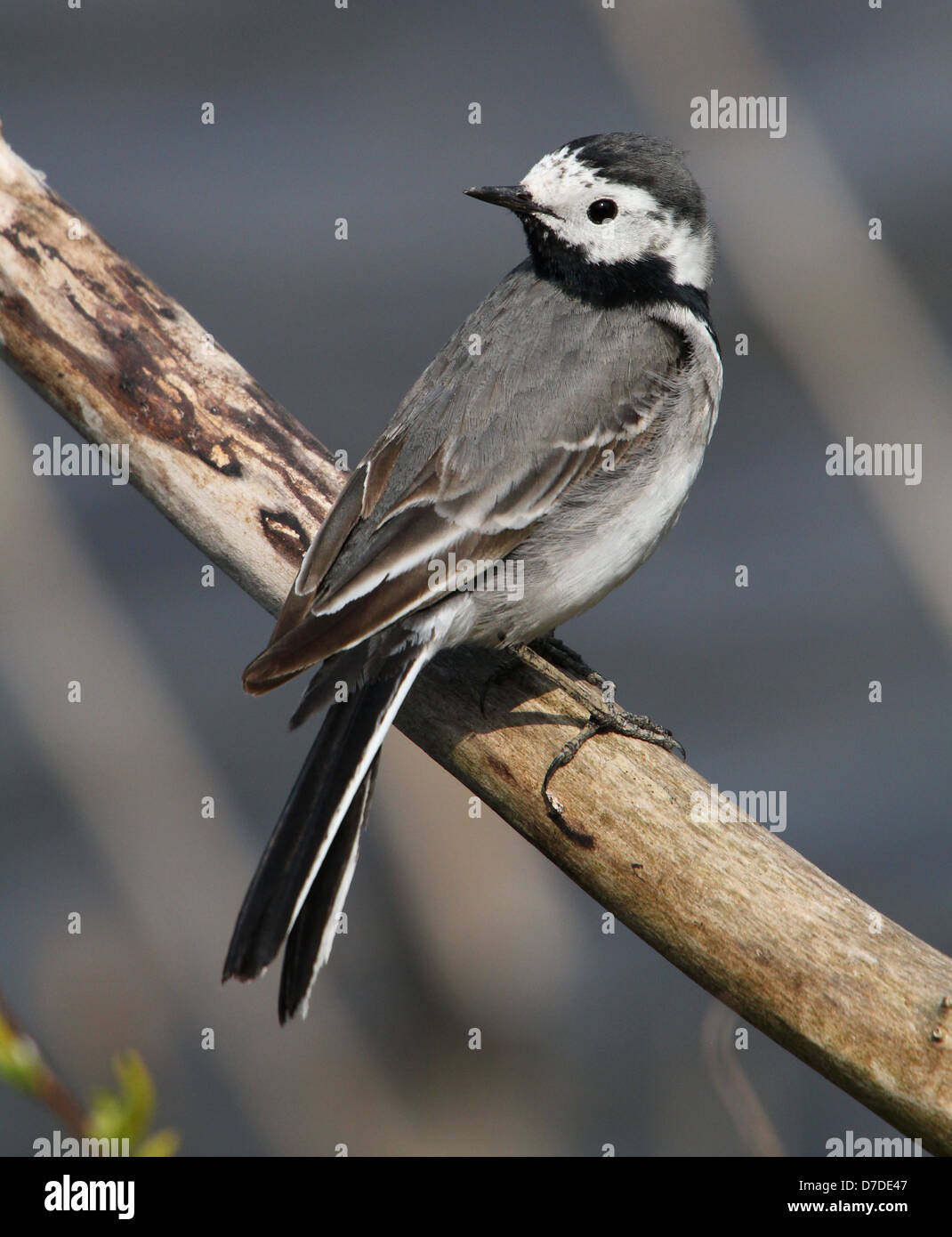 Female Pied Wagtail Stock Photos & Female Pied Wagtail Stock Images - Alamy
