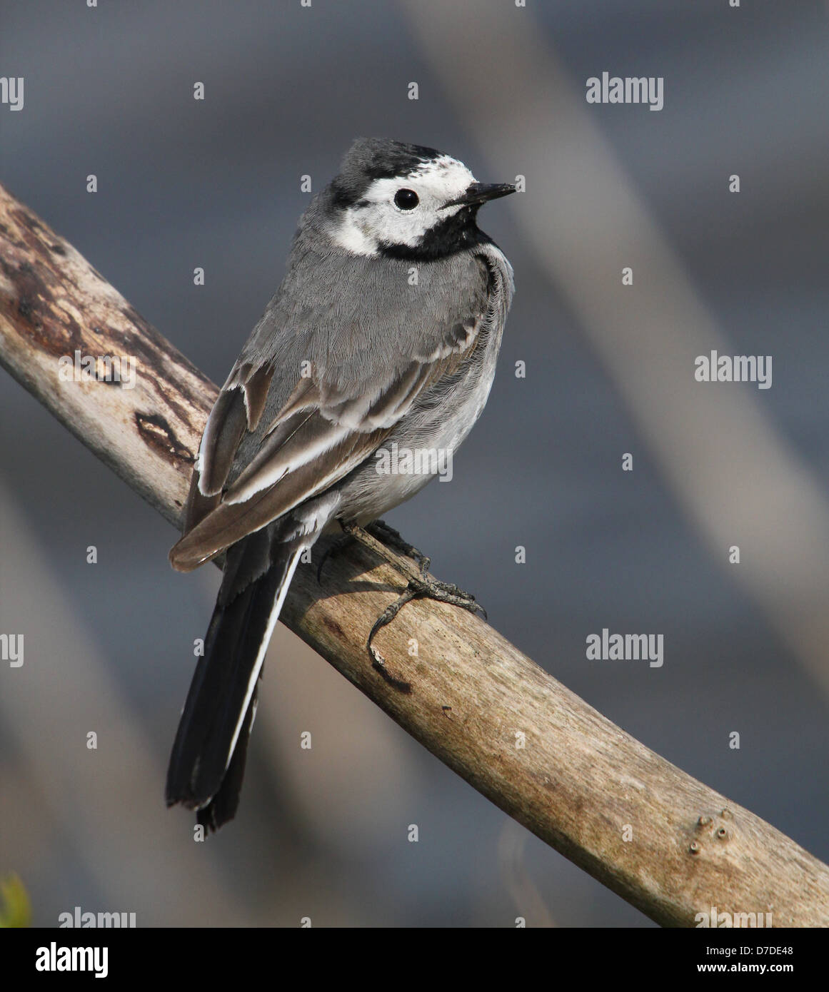 Female white wagtail hi-res stock photography and images - Alamy