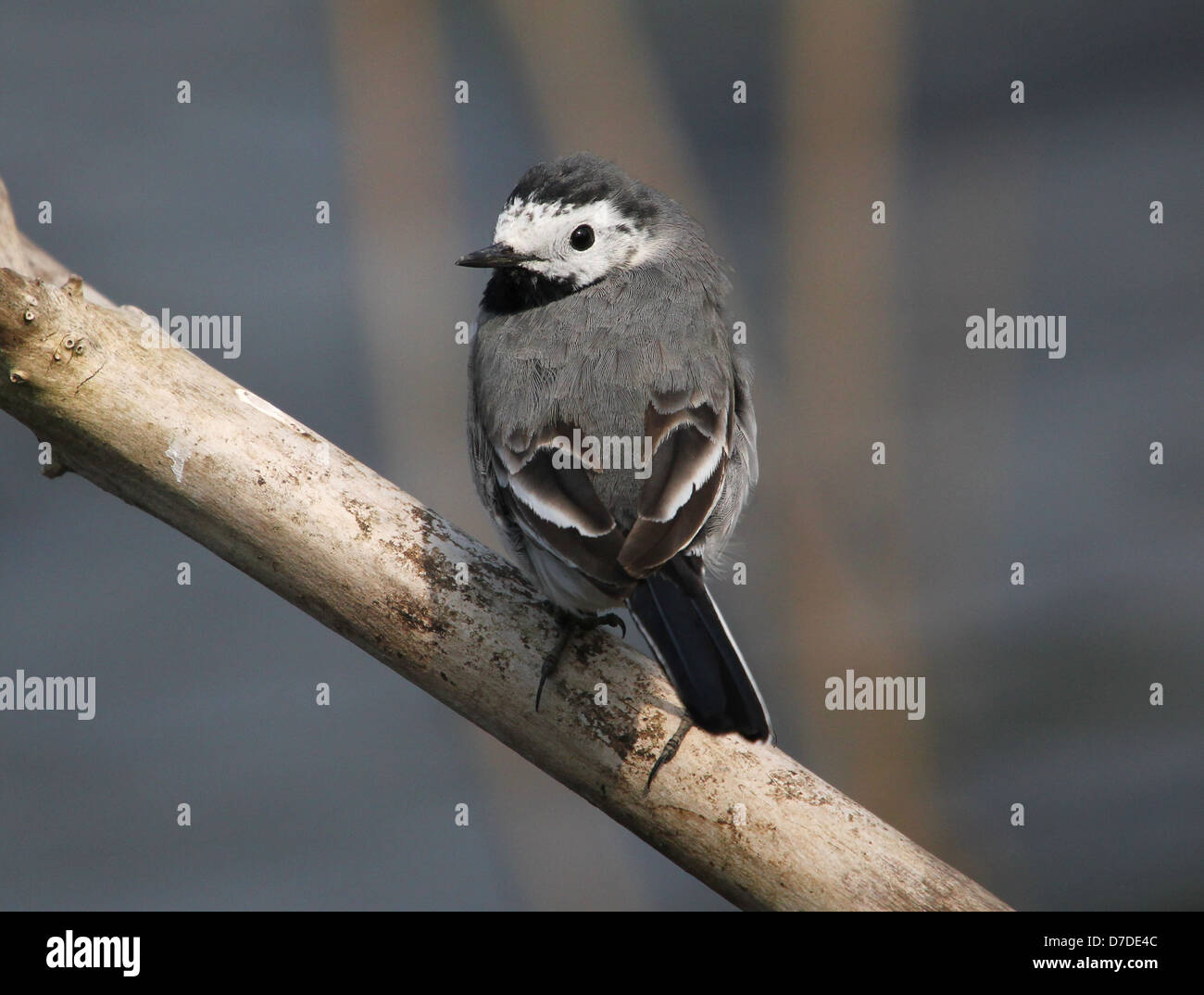 Female White wagtail (Motacilla alba) posing on a branch near the water ...
