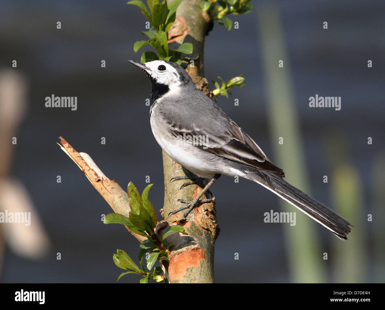 Wagtail on leaves hi-res stock photography and images - Alamy