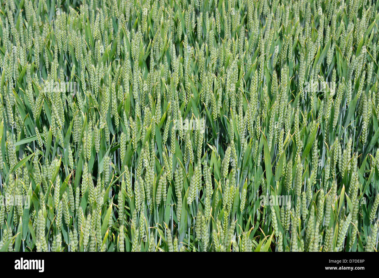 Wheat crop growing Stock Photo - Alamy