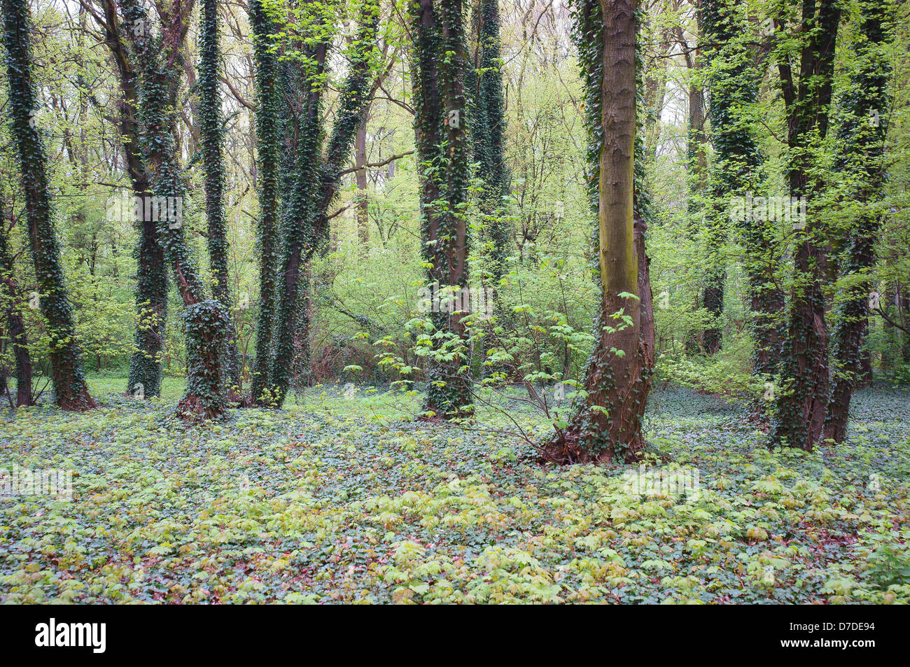 Spring forest fresh green leaves Stock Photo - Alamy