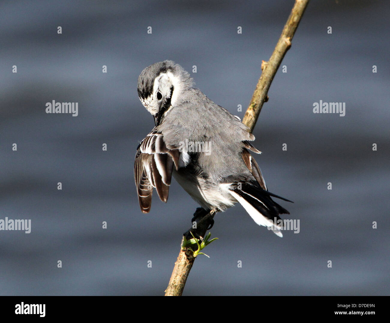 Female White wagtail (Motacilla alba) posing on a branch and cleaning ...