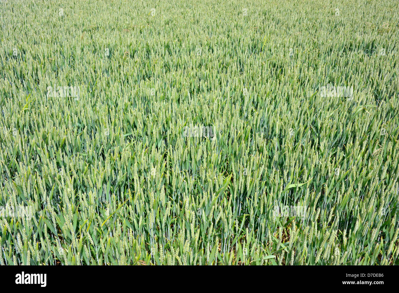 Wheat crop growing Stock Photo - Alamy