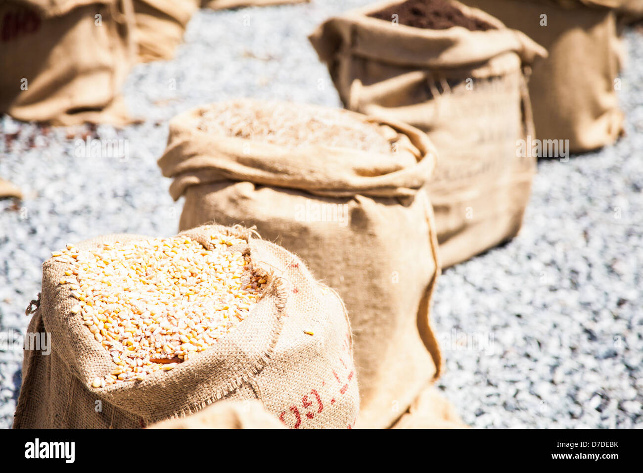 Wheat sacks during a sunny day in a warm summer season Stock Photo - Alamy