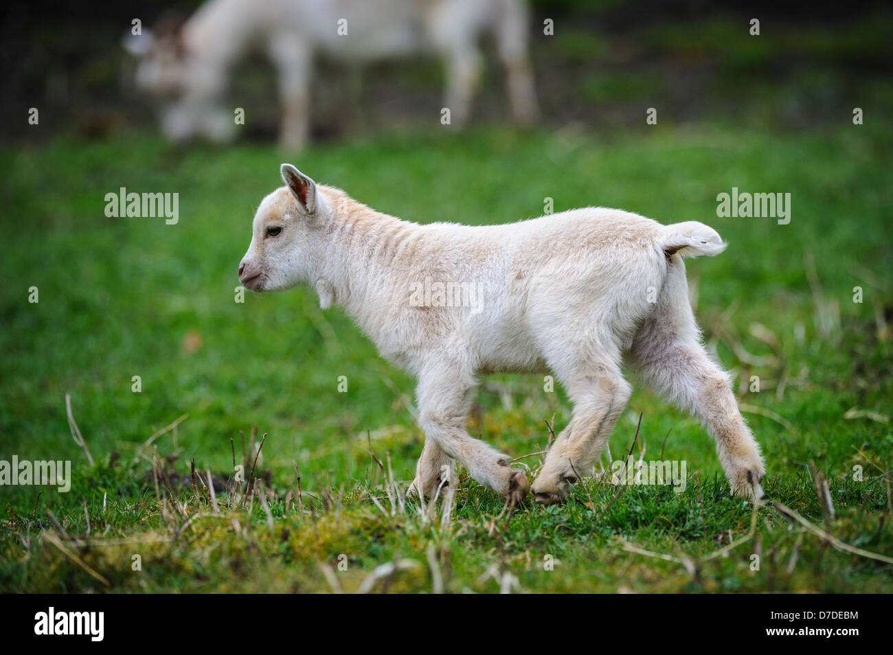 Pygmy Goat kid (approx 10 days old) on a small holding in South ...