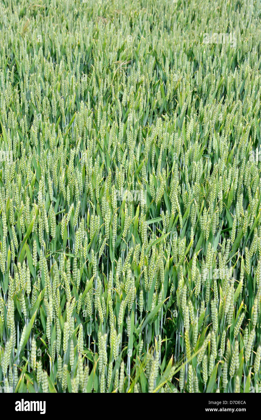 Wheat crop growing Stock Photo - Alamy