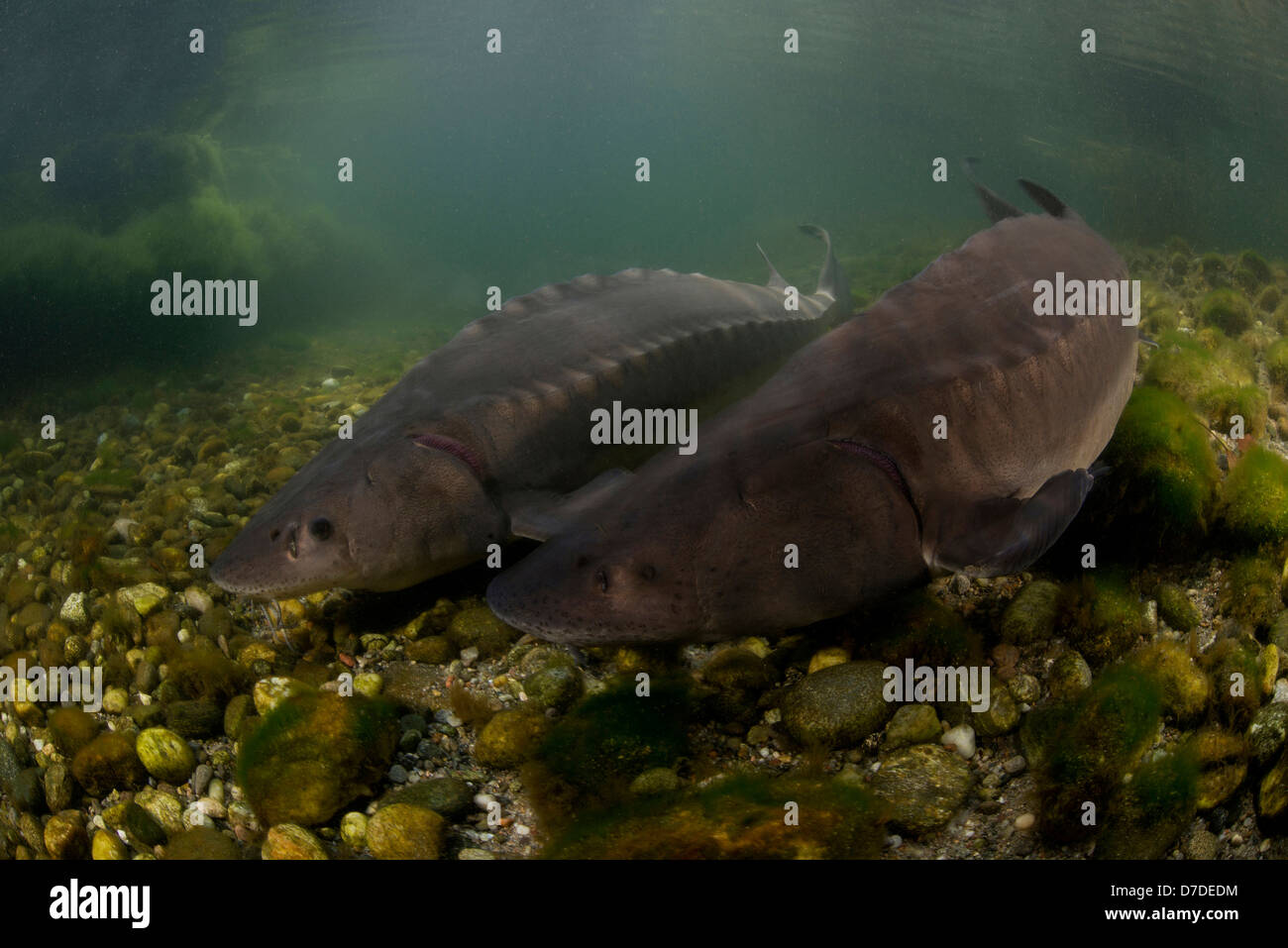 Sturgeon fish underwater hi-res stock photography and images - Alamy
