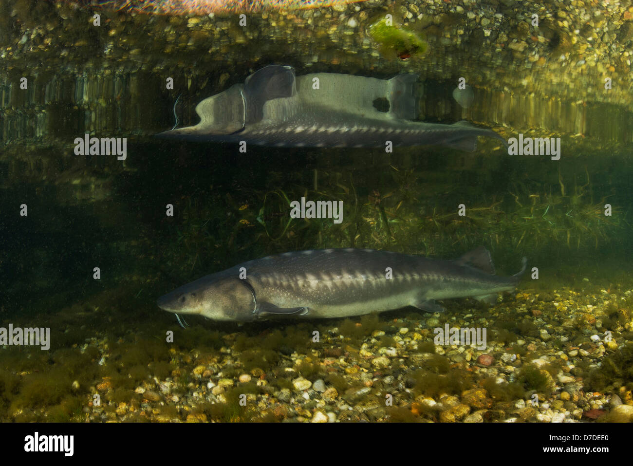 Acipenser Sturio Stock Photos & Acipenser Sturio Stock Images - Alamy