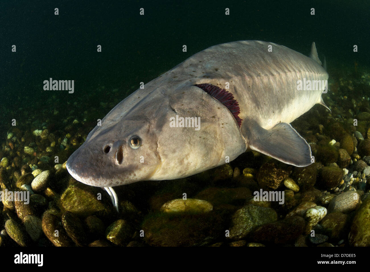 Acipenser sturio europe hi-res stock photography and images - Alamy