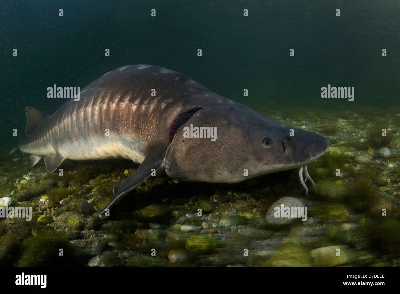 Acipenser sturio europe hi-res stock photography and images - Alamy