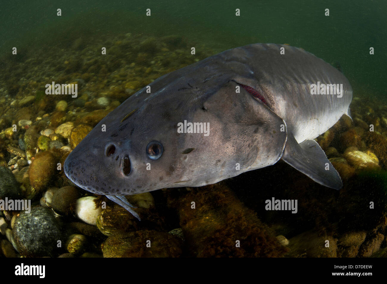 Sturgeon River High Resolution Stock Photography and Images - Alamy