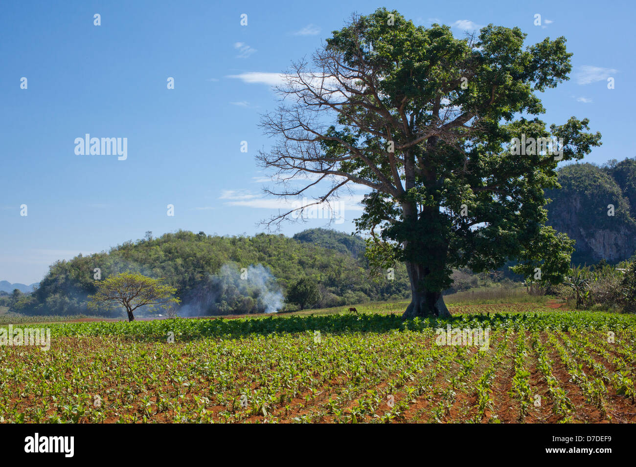 Tree and fields in Vinales Valley Stock Photo - Alamy