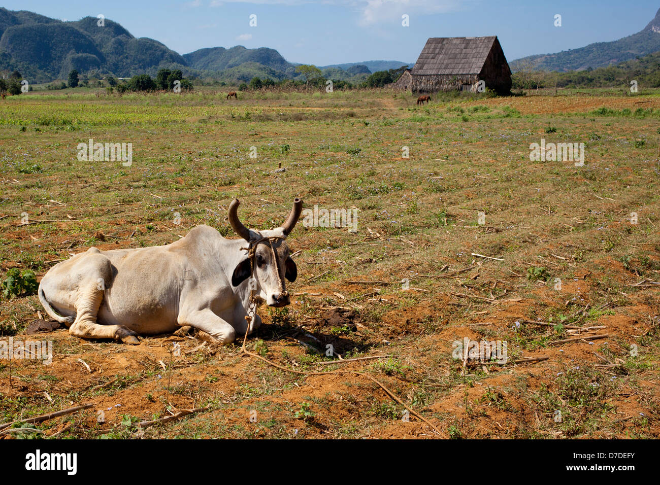 Cow laying on ground in Vinales Valley Stock Photo - Alamy