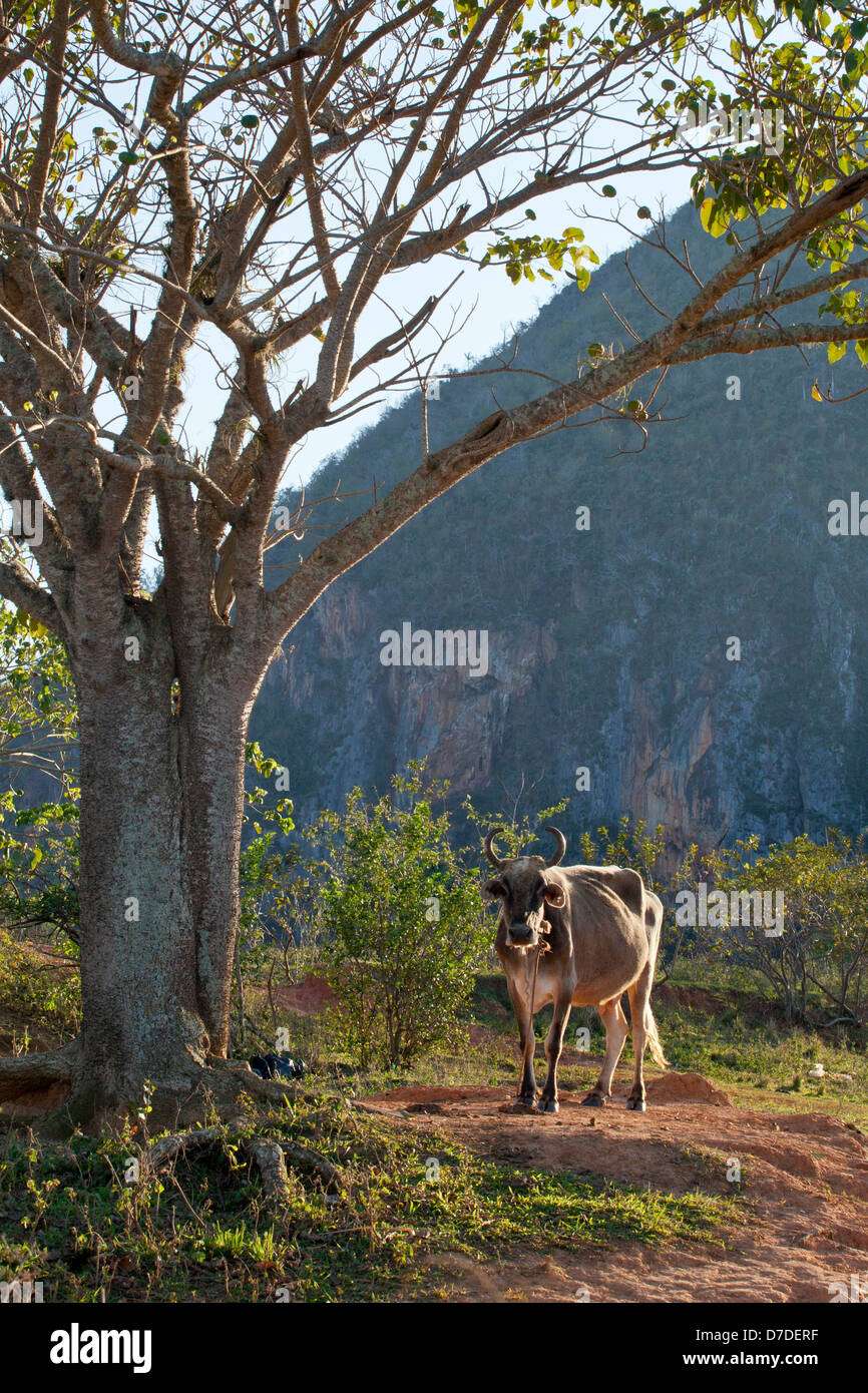 Cow in valley hi-res stock photography and images - Alamy