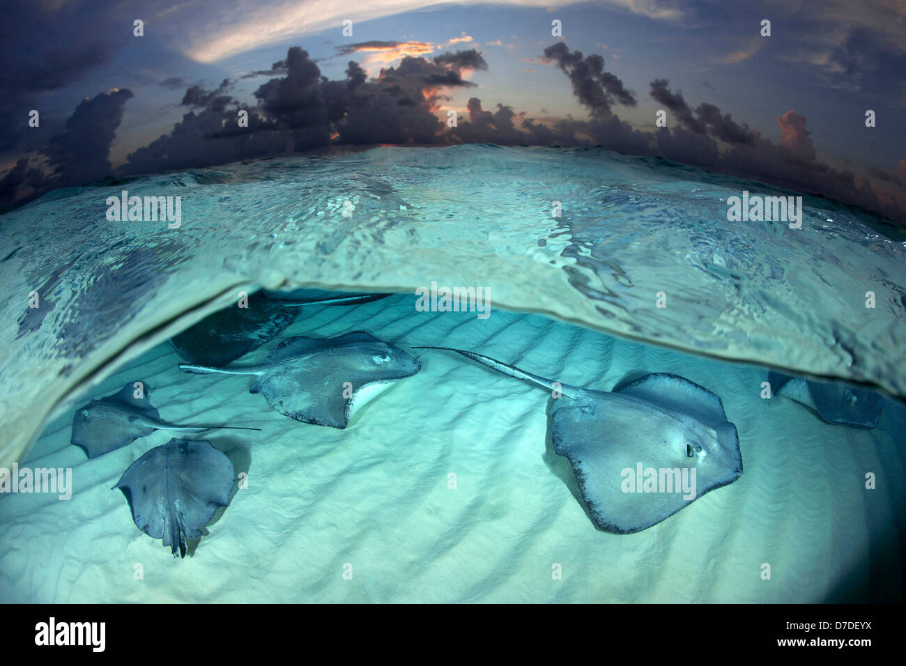 Sting ray city and cayman islands hi-res stock photography and images ...