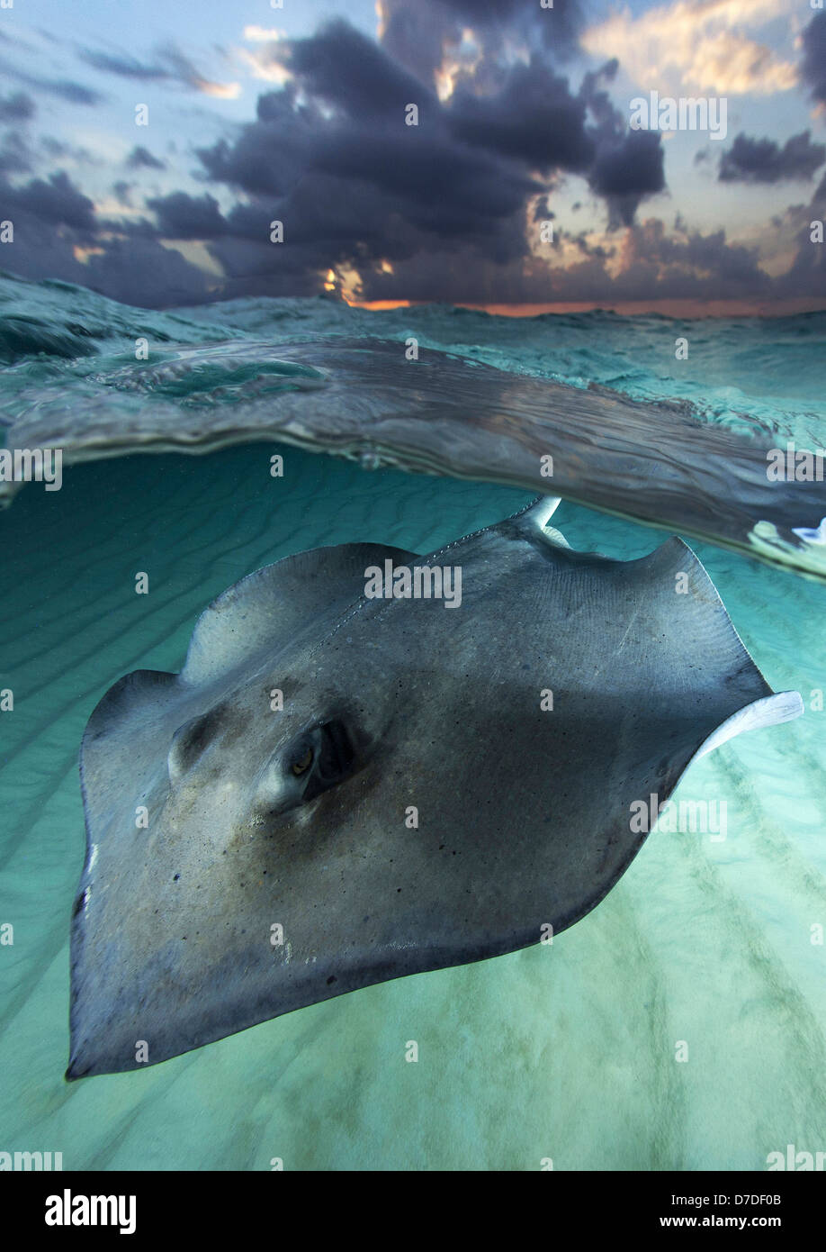 Sting ray city and cayman islands hi-res stock photography and images ...