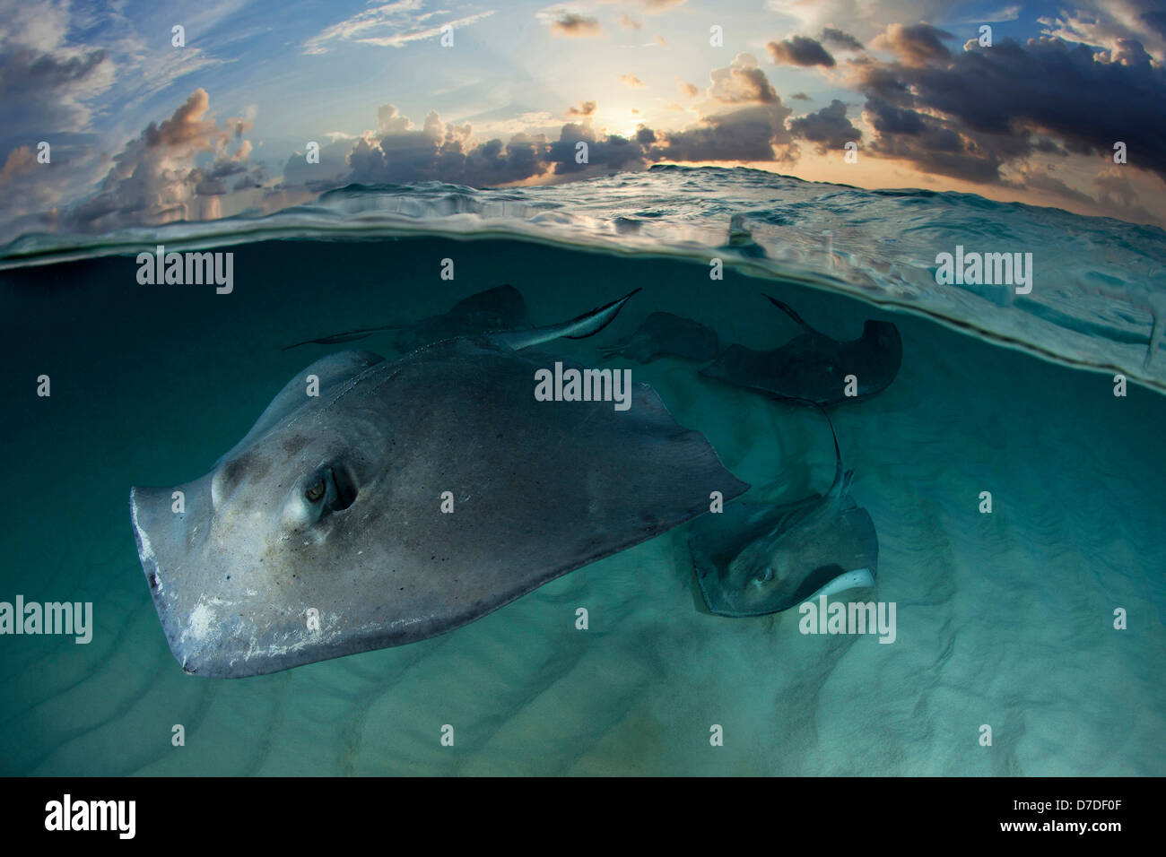 Sting ray city and cayman islands hi-res stock photography and images ...