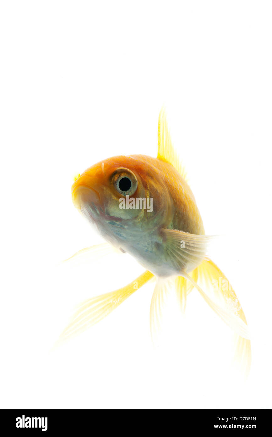 Carassius sp hi-res stock photography and images - Alamy