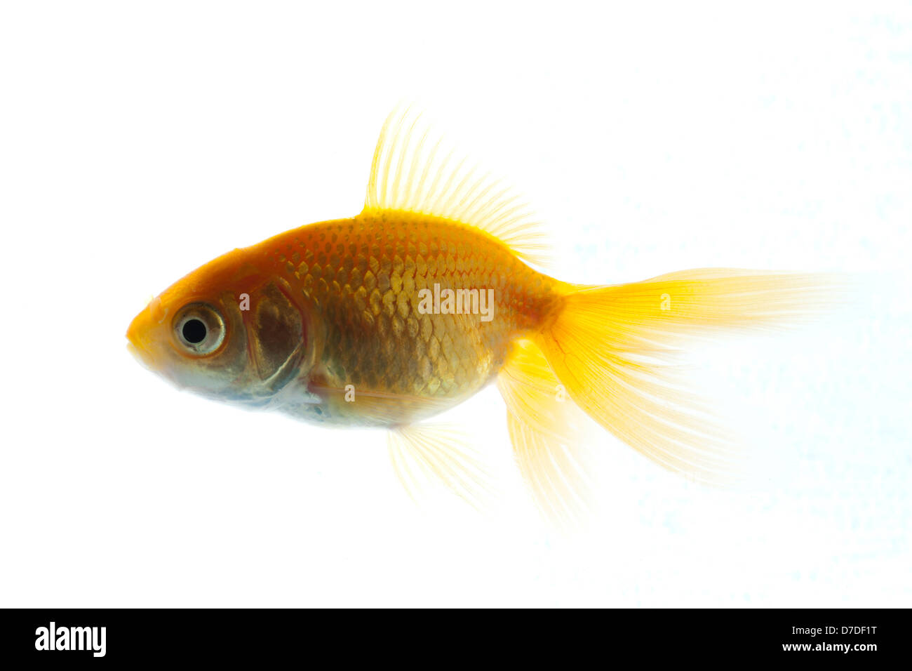 Goldfish underwater hi-res stock photography and images - Alamy