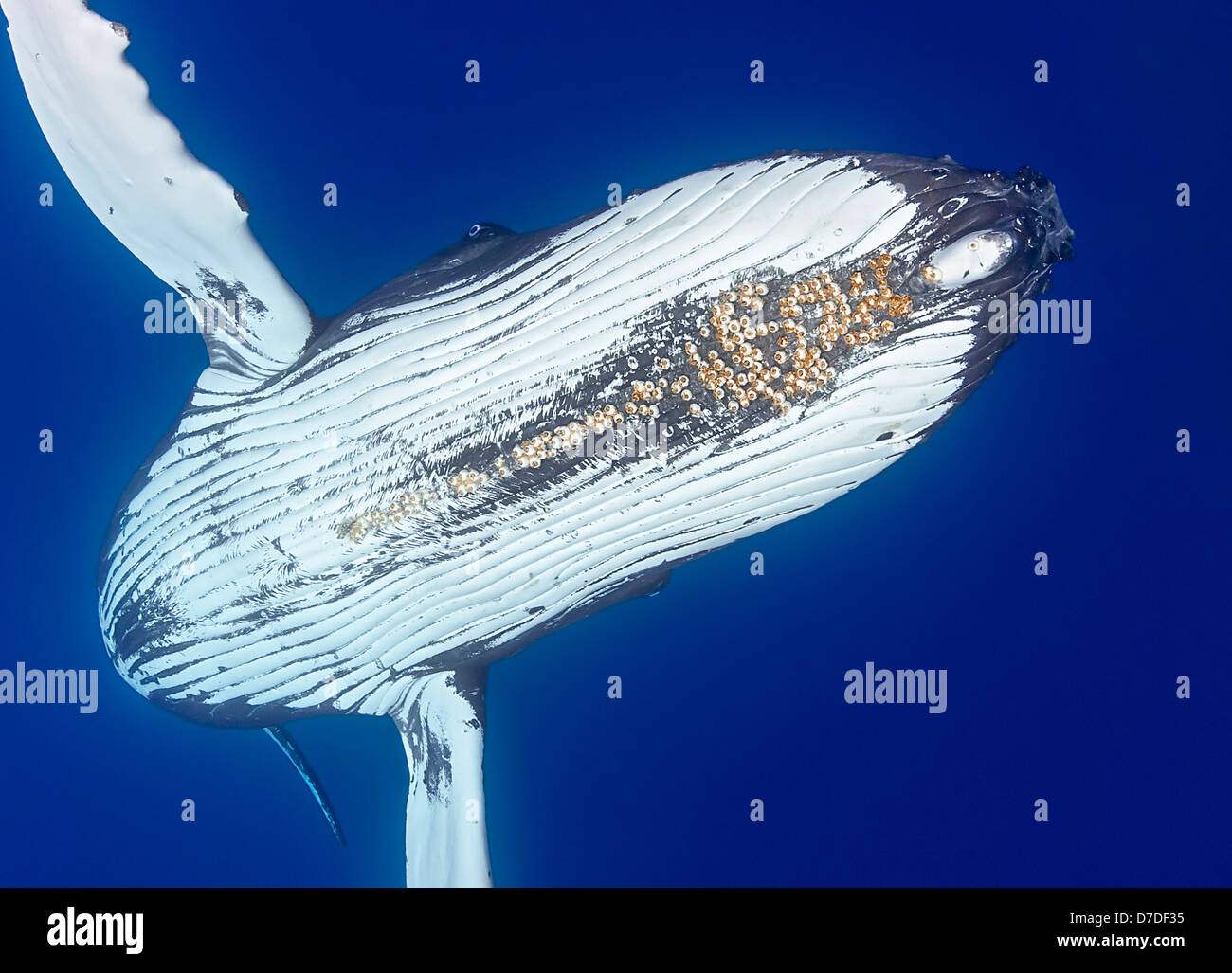 Humpback Whale, Megaptera novaeangliae, Hawaii, USA Stock Photo - Alamy