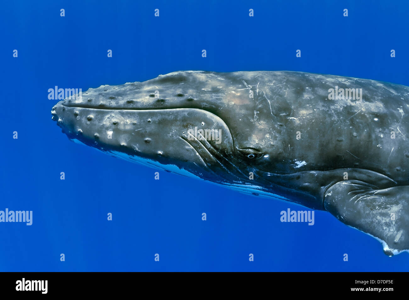 Humpback Whale, Megaptera novaeangliae, Hawaii, USA Stock Photo - Alamy
