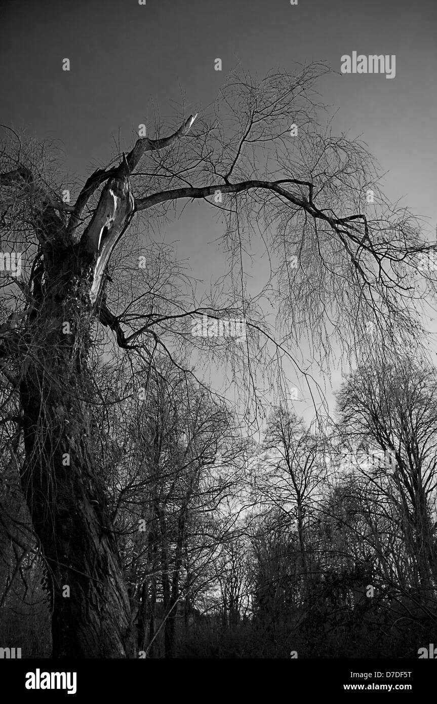 Scary tree hi-res stock photography and images - Alamy