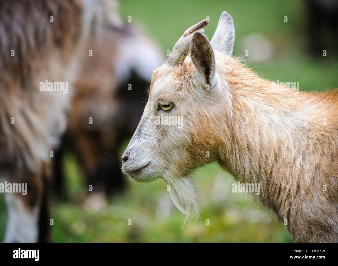 Goat farm scotland hi-res stock photography and images - Alamy