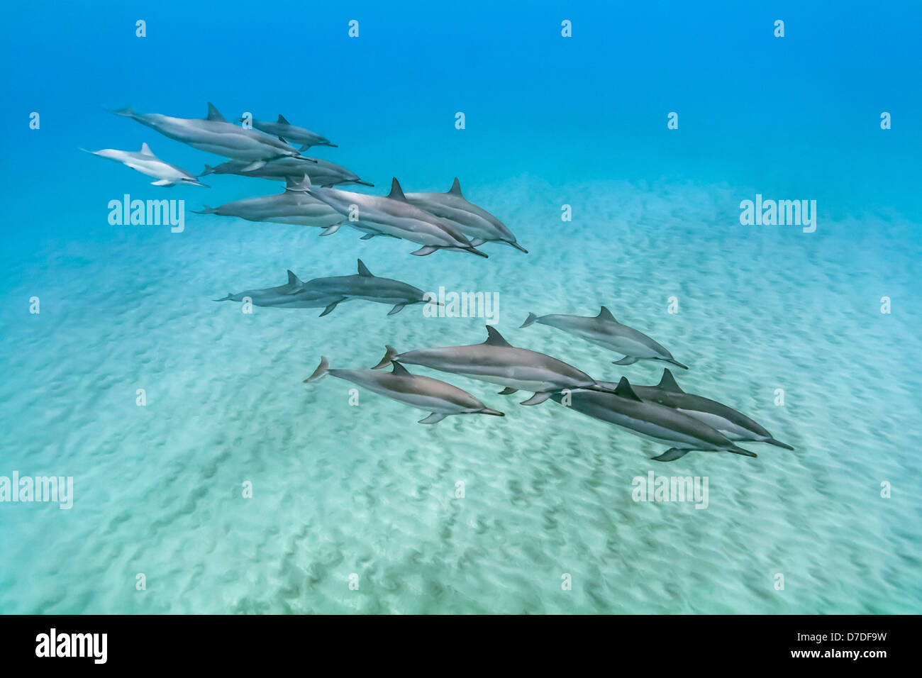 Dolphin pod big island hi-res stock photography and images - Alamy