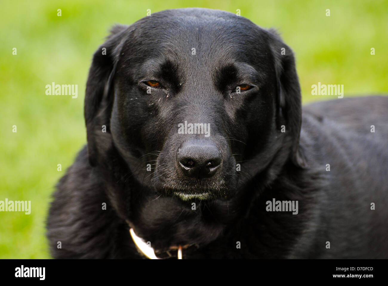 Black labrador dog Stock Photo - Alamy