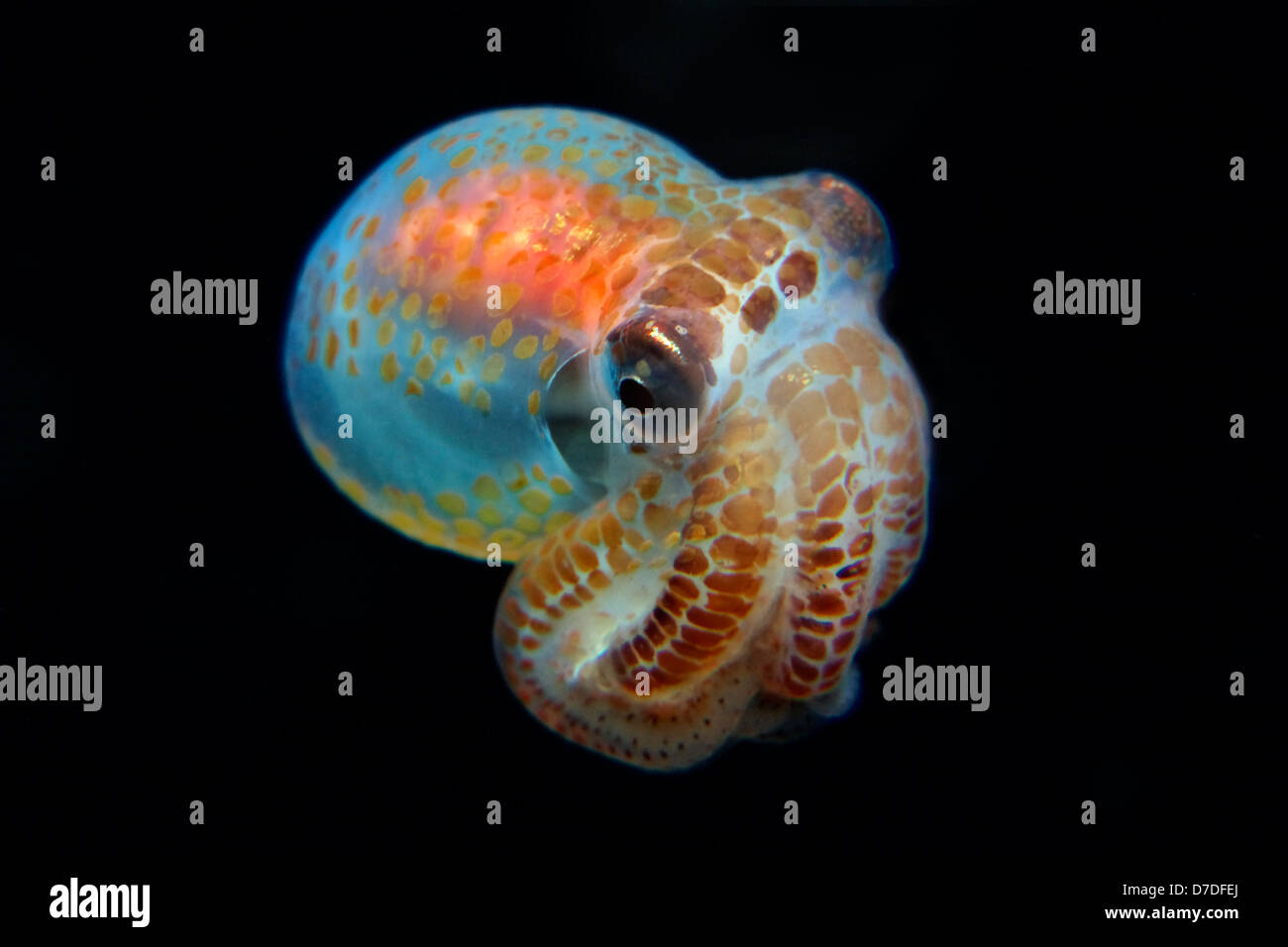 Bobtail Squid High Resolution Stock Photography and Images - Alamy