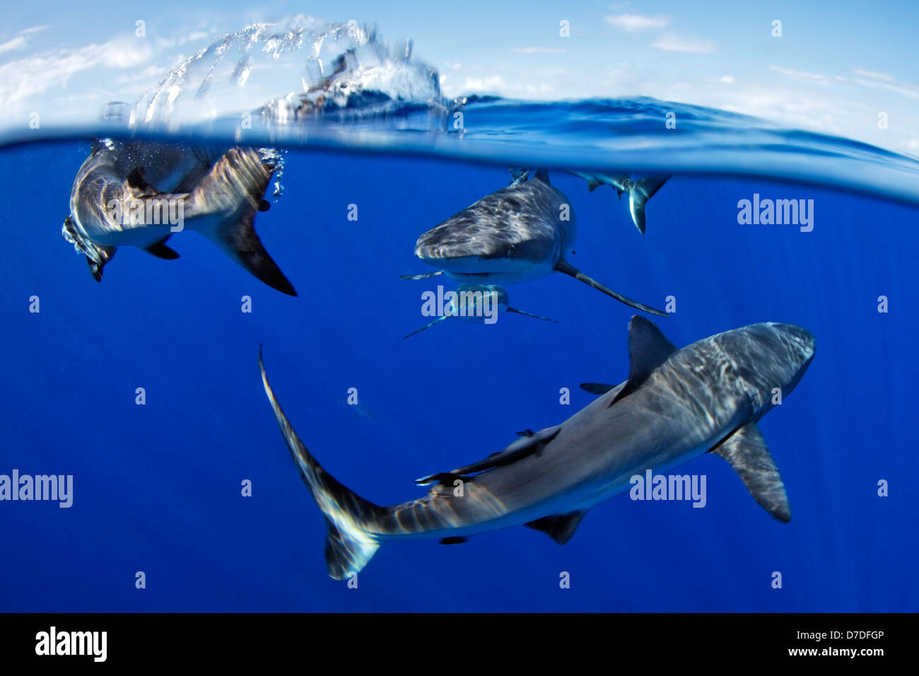Guinea images hi-res stock photography and images - Alamy