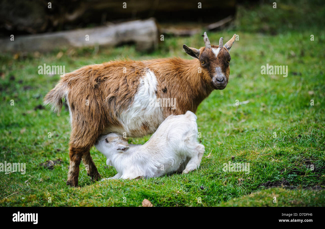 Pygmy Goat kid (approx 10 days old) feeding from it's mum on a small ...