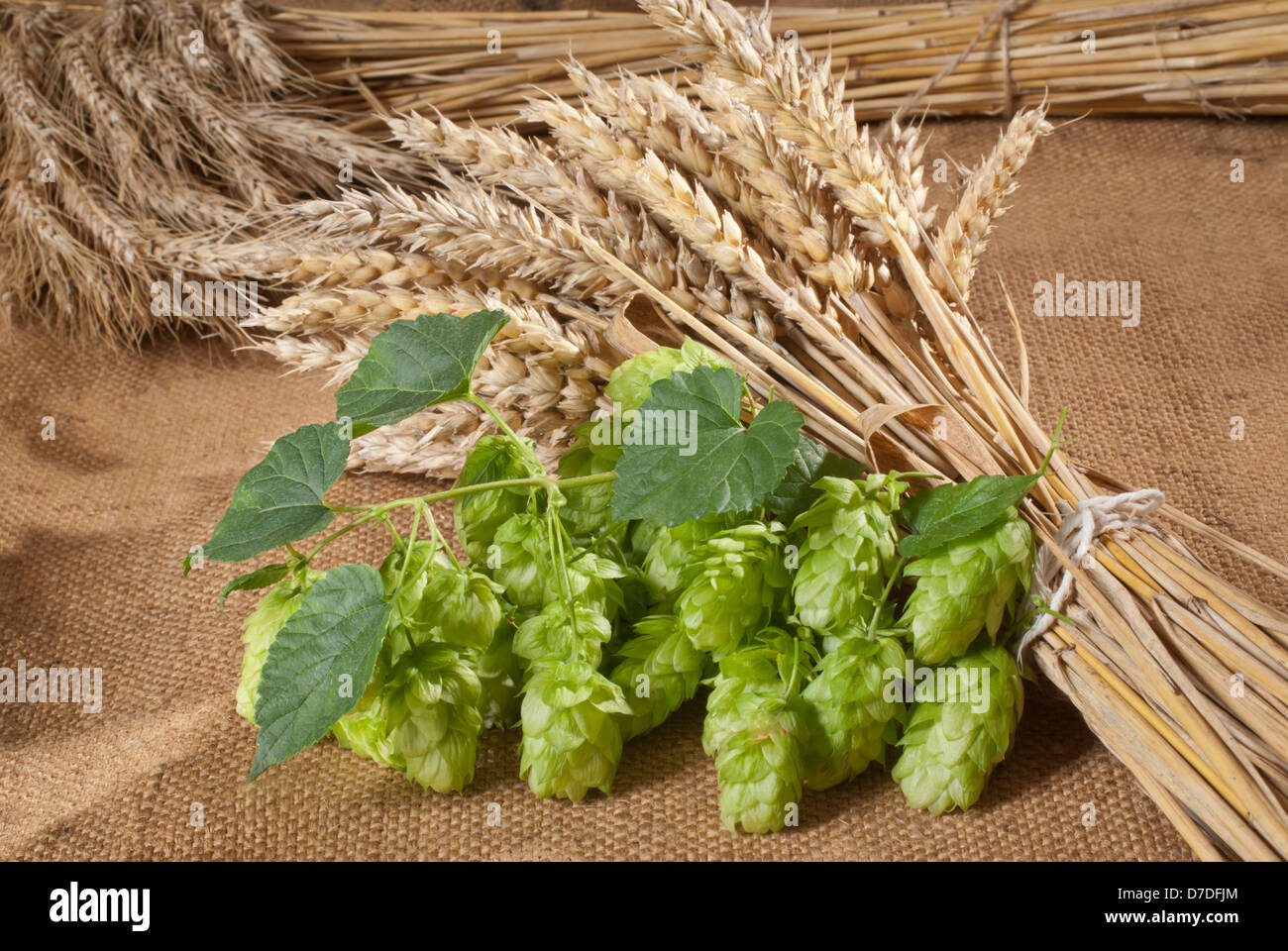 hop cones and wheat Stock Photo - Alamy