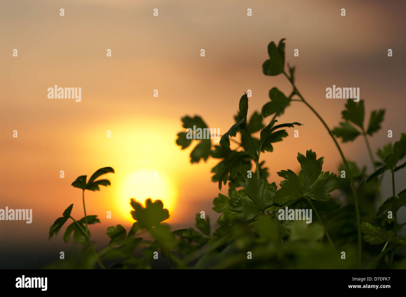 Parsley against the setting sun Stock Photo - Alamy