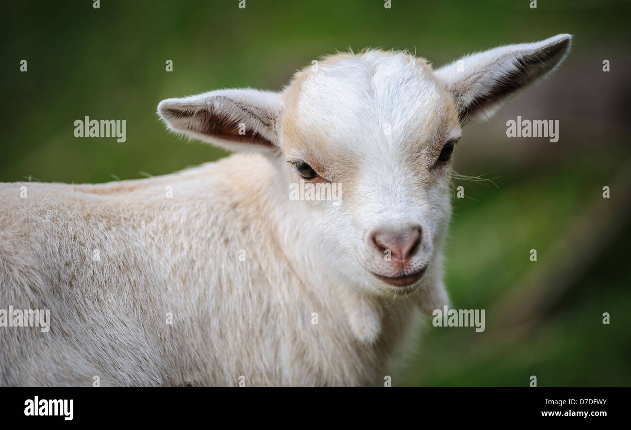 Goat Meme Feels Good