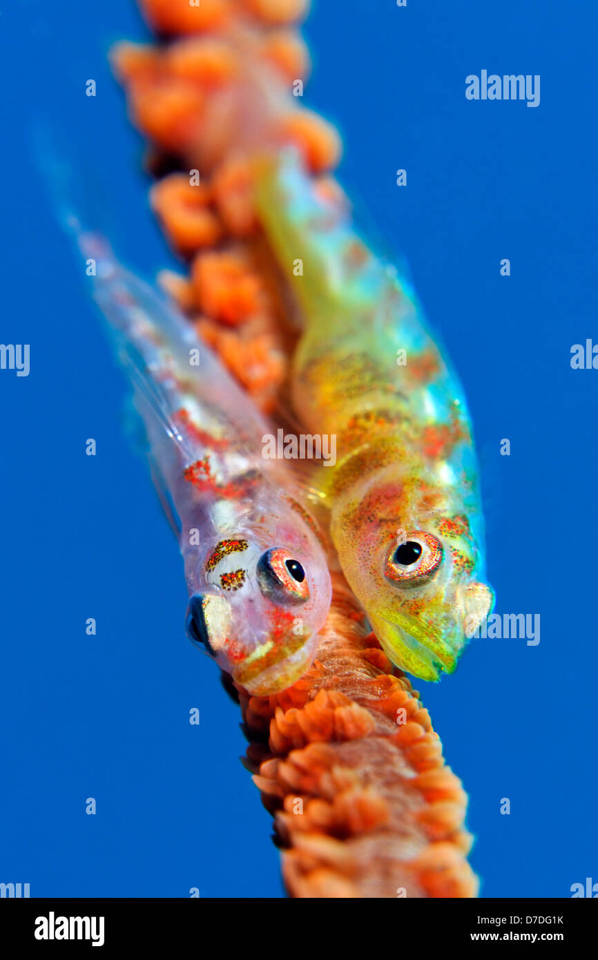 Whip gobi hi-res stock photography and images - Alamy