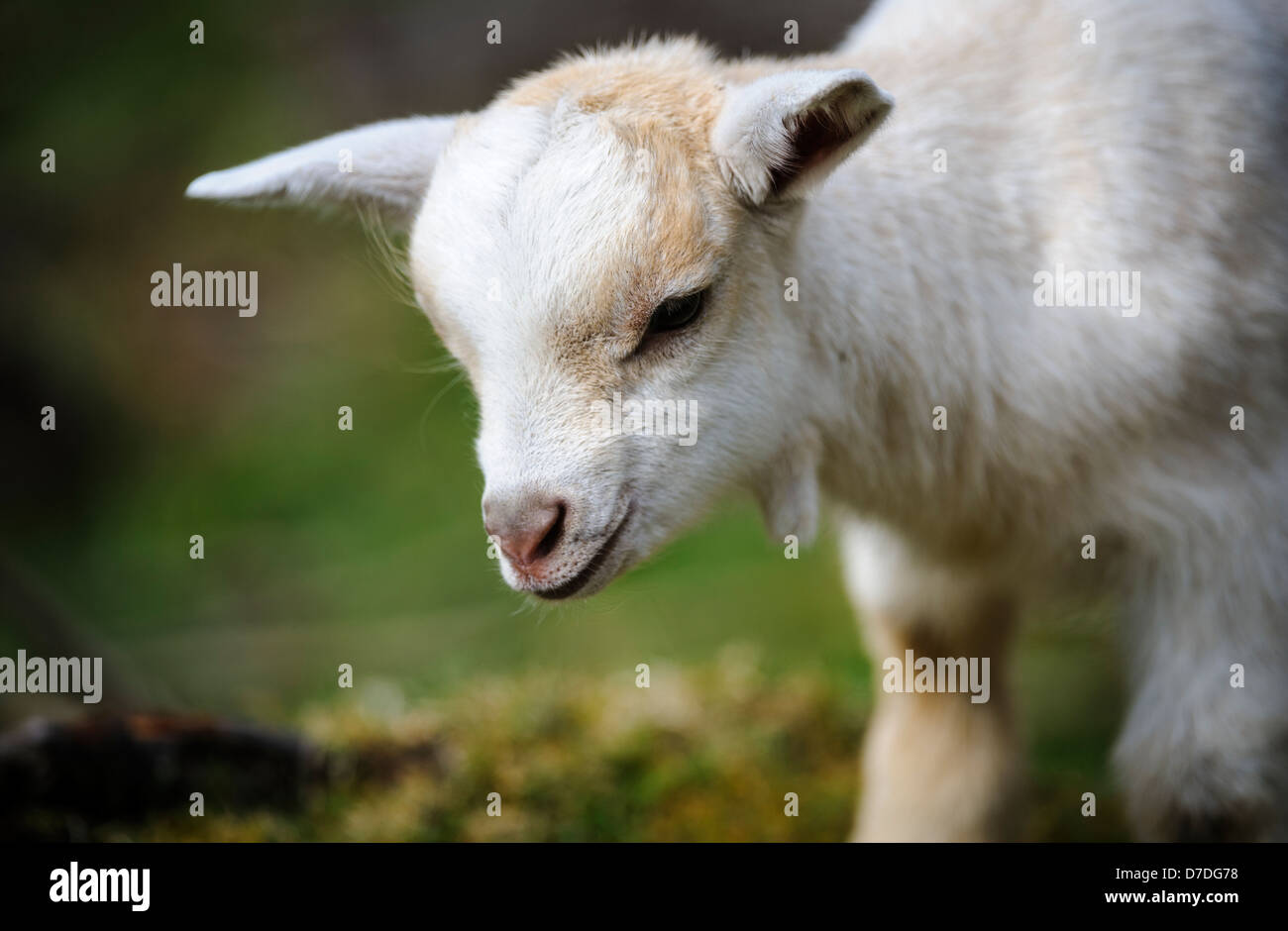 Pygmy Goat kid (approx 10 days old) on a small holding in South ...