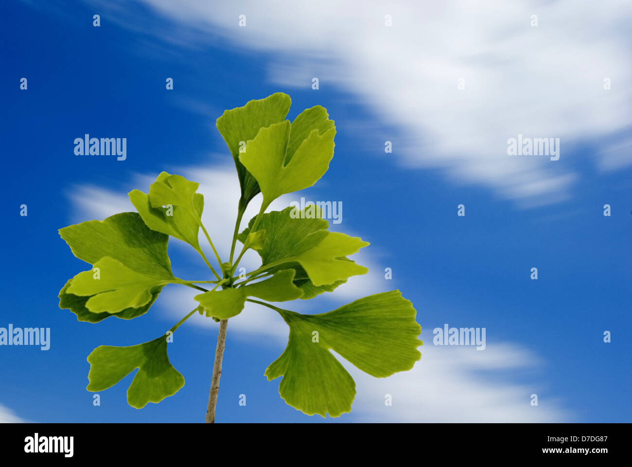 Ginkgo sheet hi-res stock photography and images - Alamy