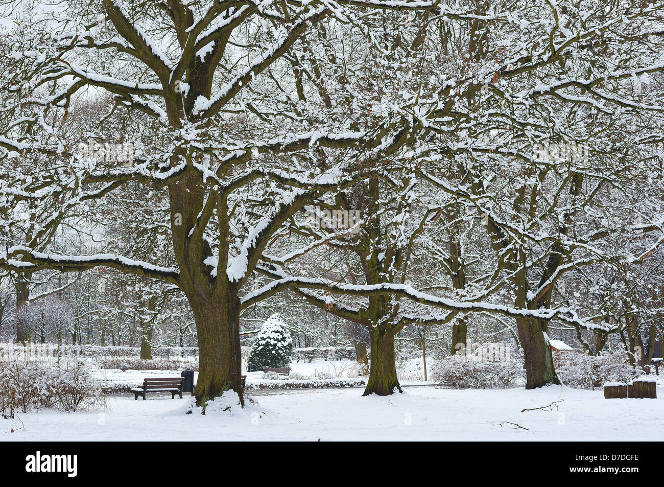 Snow covered winter trees hi-res stock photography and images - Alamy