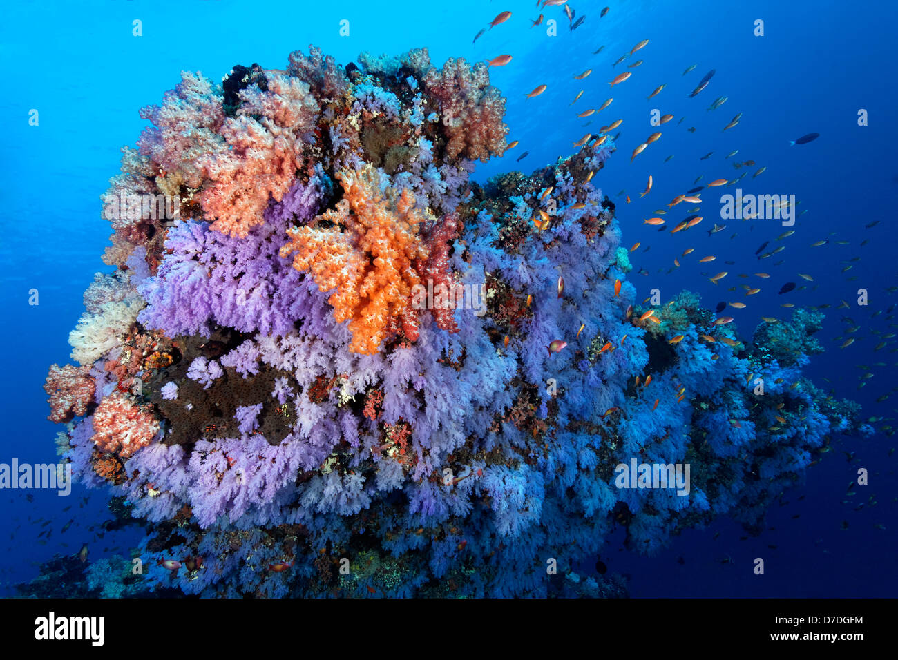 Colourful Coral Reefs Of Maldives High Resolution Stock Photography and ...