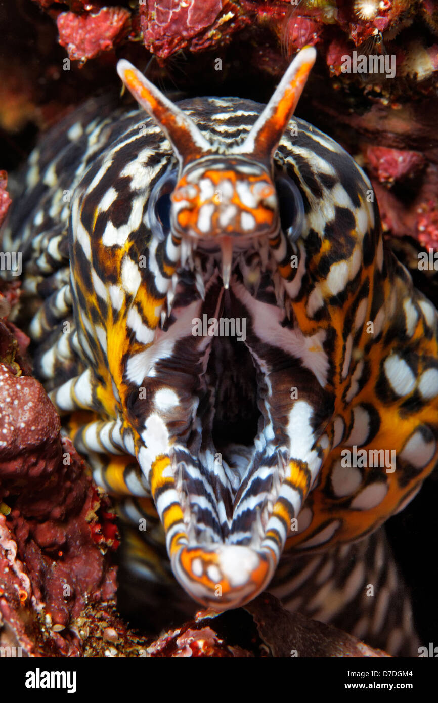 Dragon Moray Eel High Resolution Stock Photography and Images - Alamy