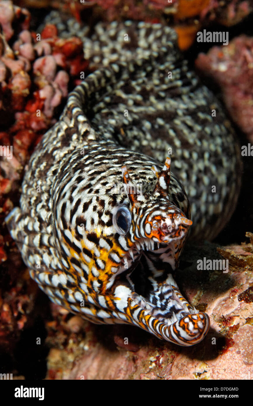 Dragon moray eel hi-res stock photography and images - Alamy