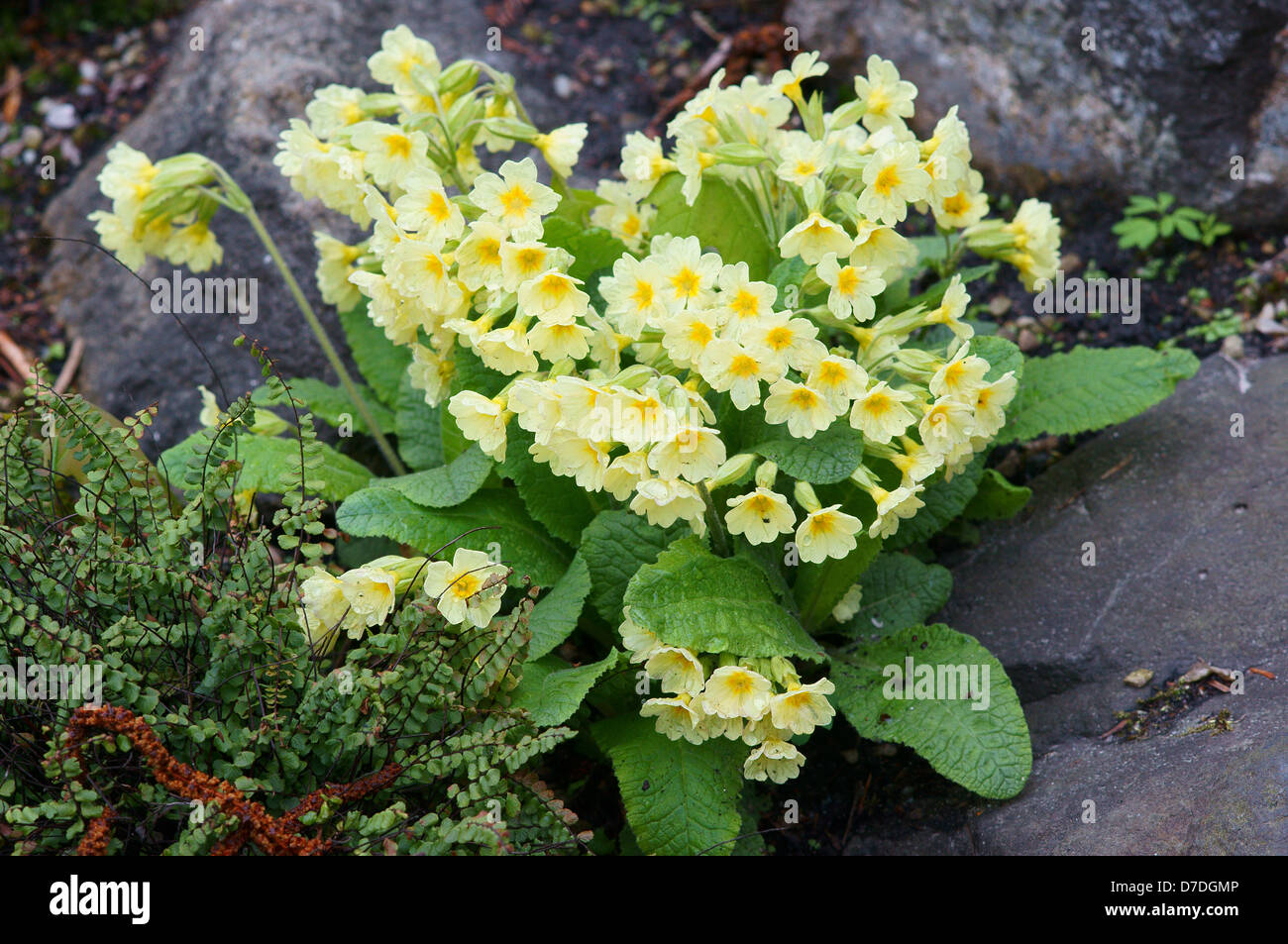 Primroses hi-res stock photography and images - Alamy