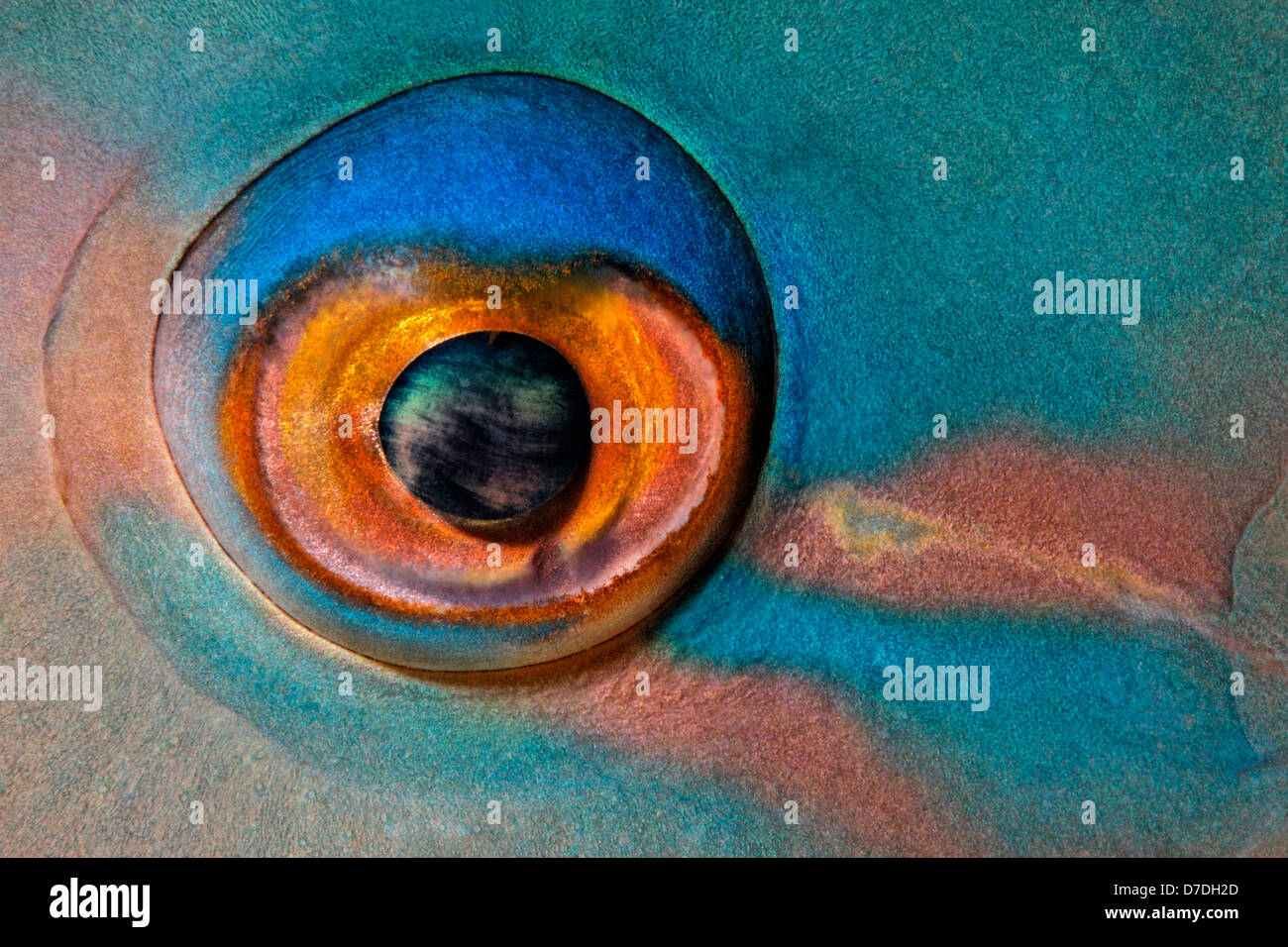 Parrot fish eye hi-res stock photography and images - Alamy