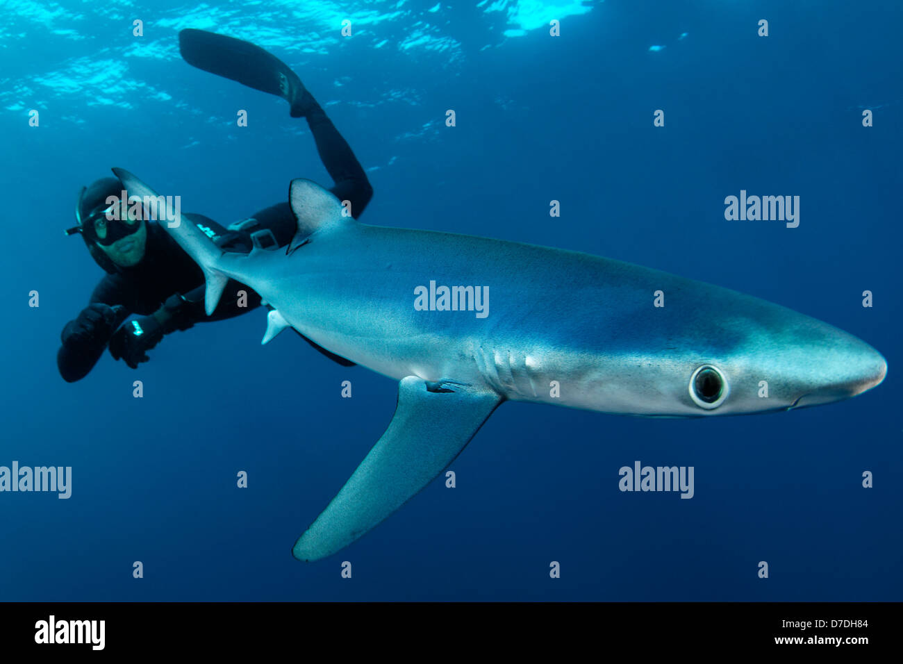 Top Marine Predator High Resolution Stock Photography and Images - Alamy